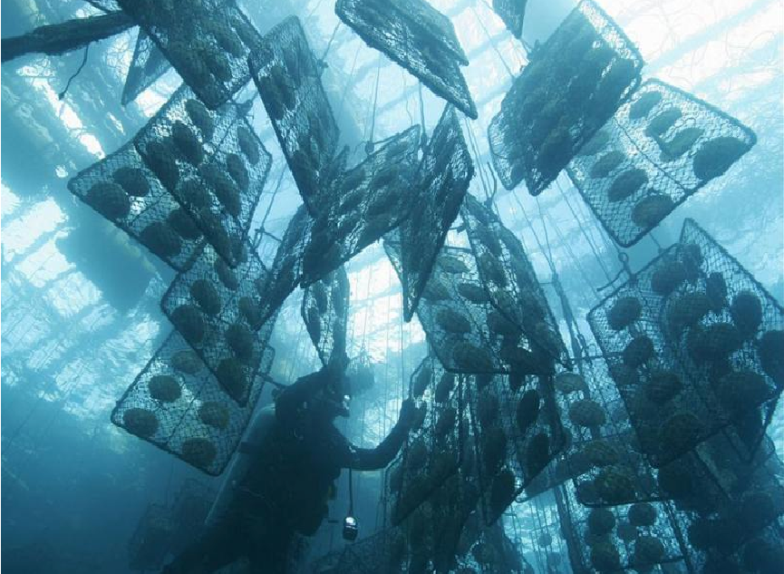 PEARL FARMING - Manufacturers & Suppliers - FOREVER INDUSTRIES COMPANY LTD.