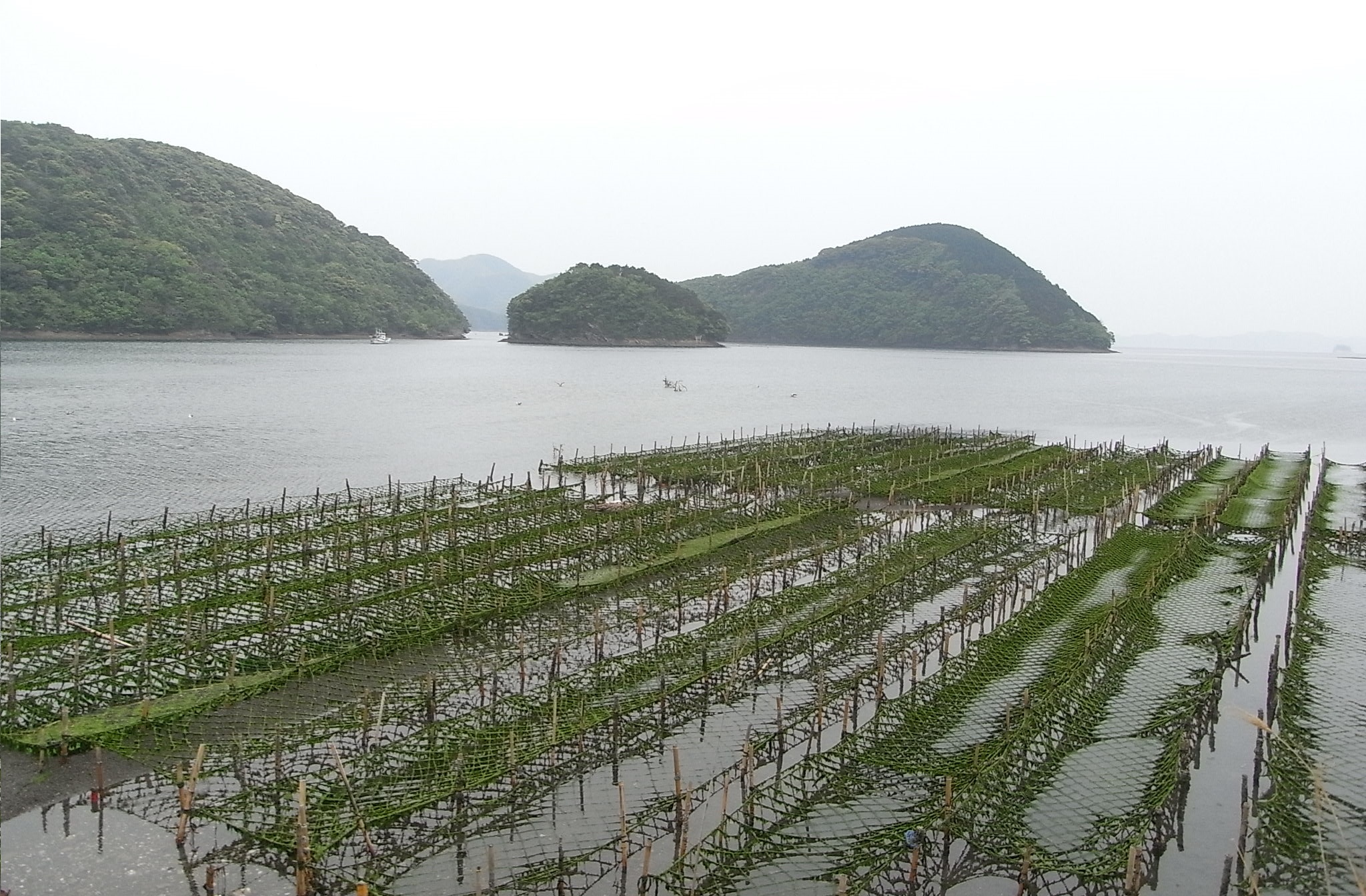 Seaweed Farming - Manufacturers & Suppliers - FOREVER INDUSTRIES ...